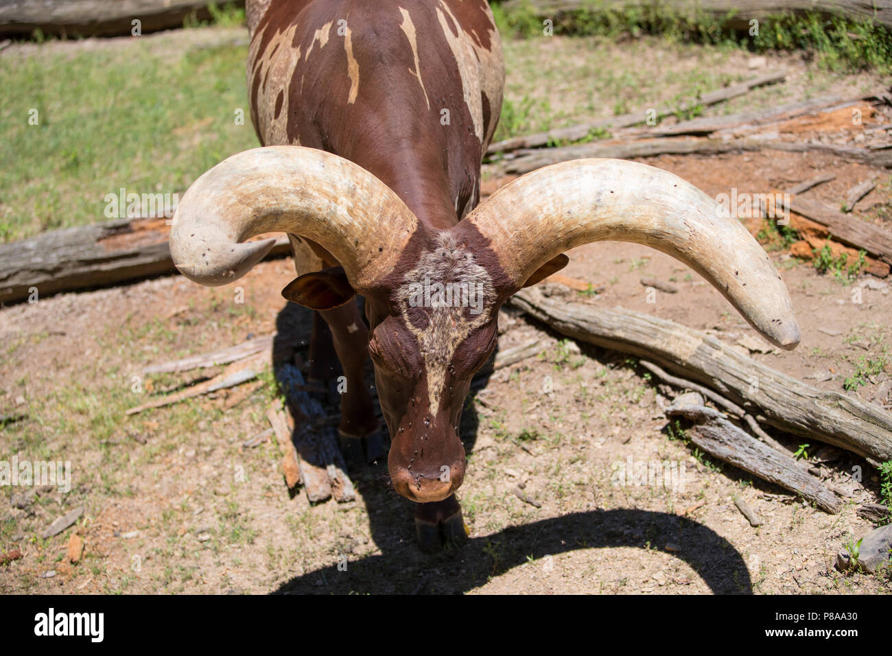 Longhorn cow in rural looking cute with large horns. Great agriculture ...