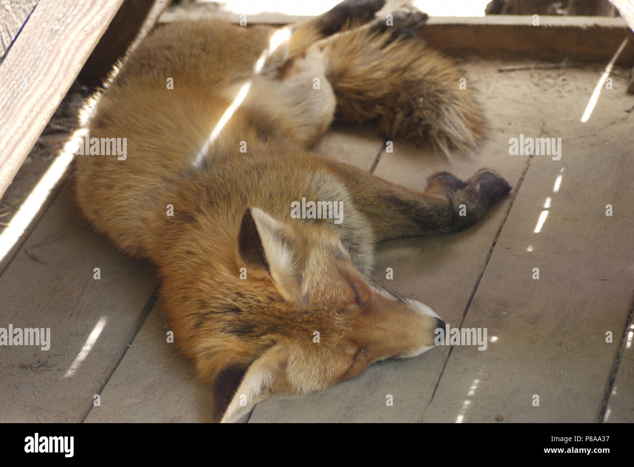 Beautiful orange fox tired sleeps on the wooden floor of the zoo ...