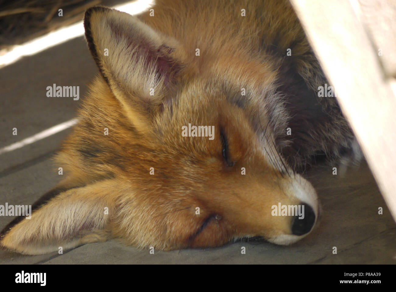 Close-up of a sleeping fox in the rays of sunlight with a skin of ...
