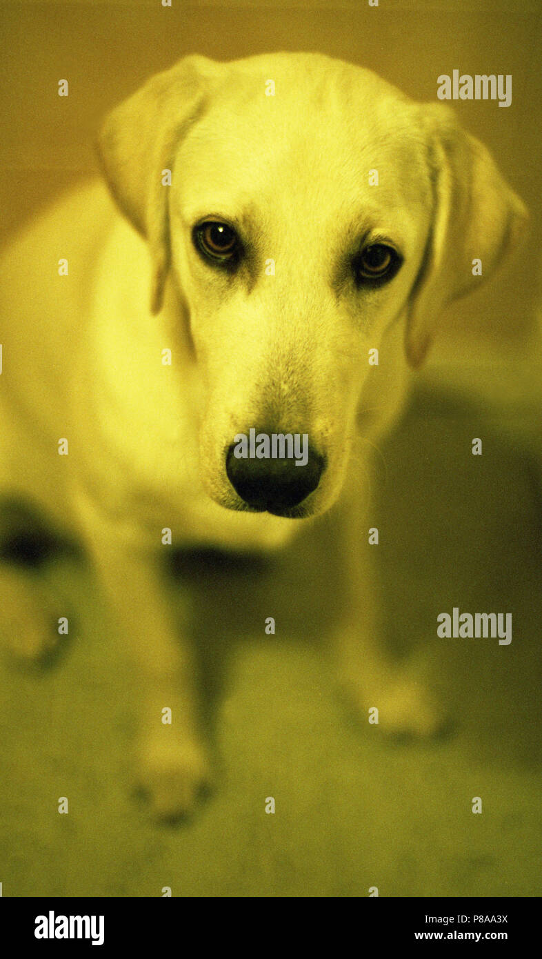 Baby labradore - Young race dog Stock Photo - Alamy