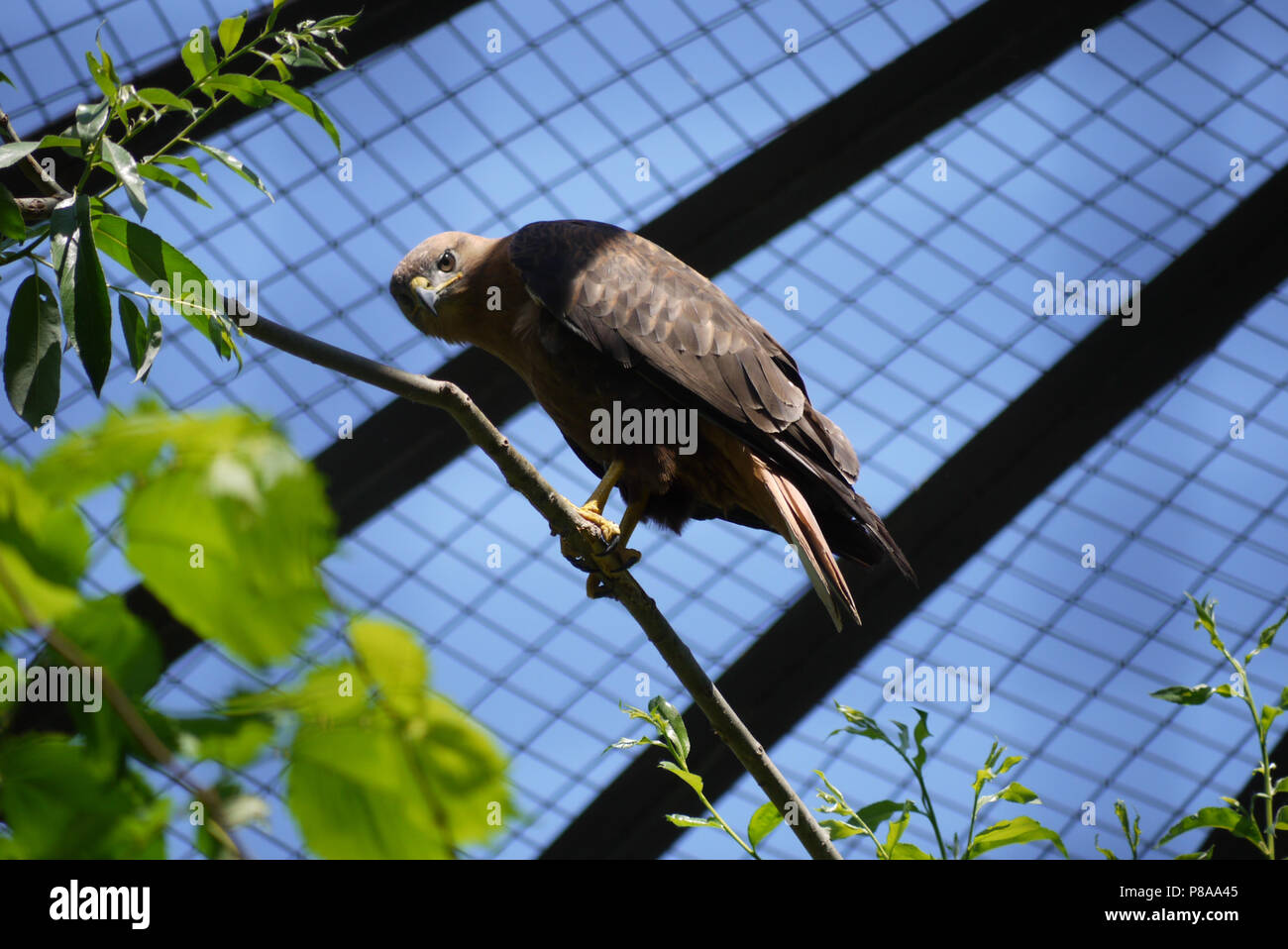 The hawk pierces the photographer with a stern gaze. Beautiful ...