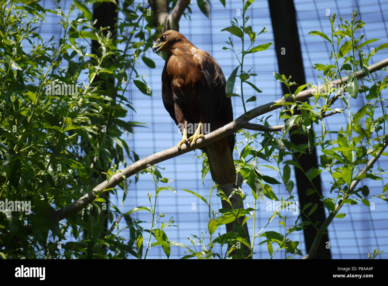 A feathered falcon sits on a branch with green leaves and looks ...