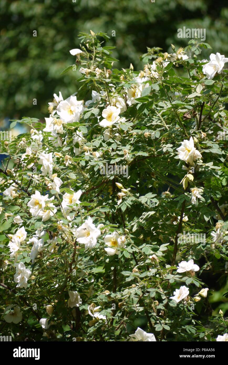 blooming white roses bush on a green background with sunny clear ...