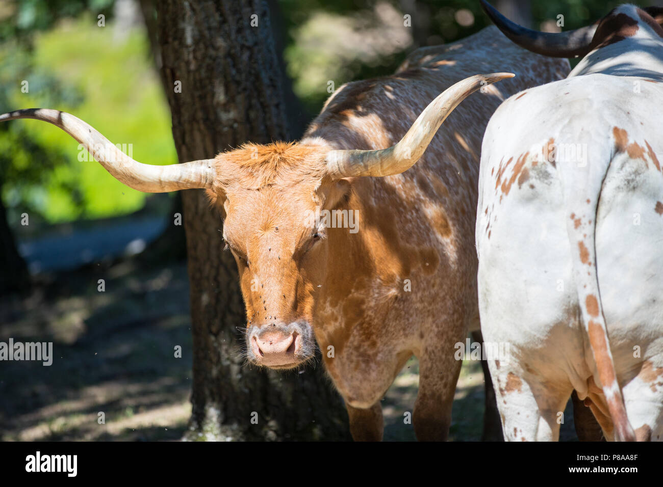 Longhorn cow in rural looking cute with large horns. Great agriculture ...