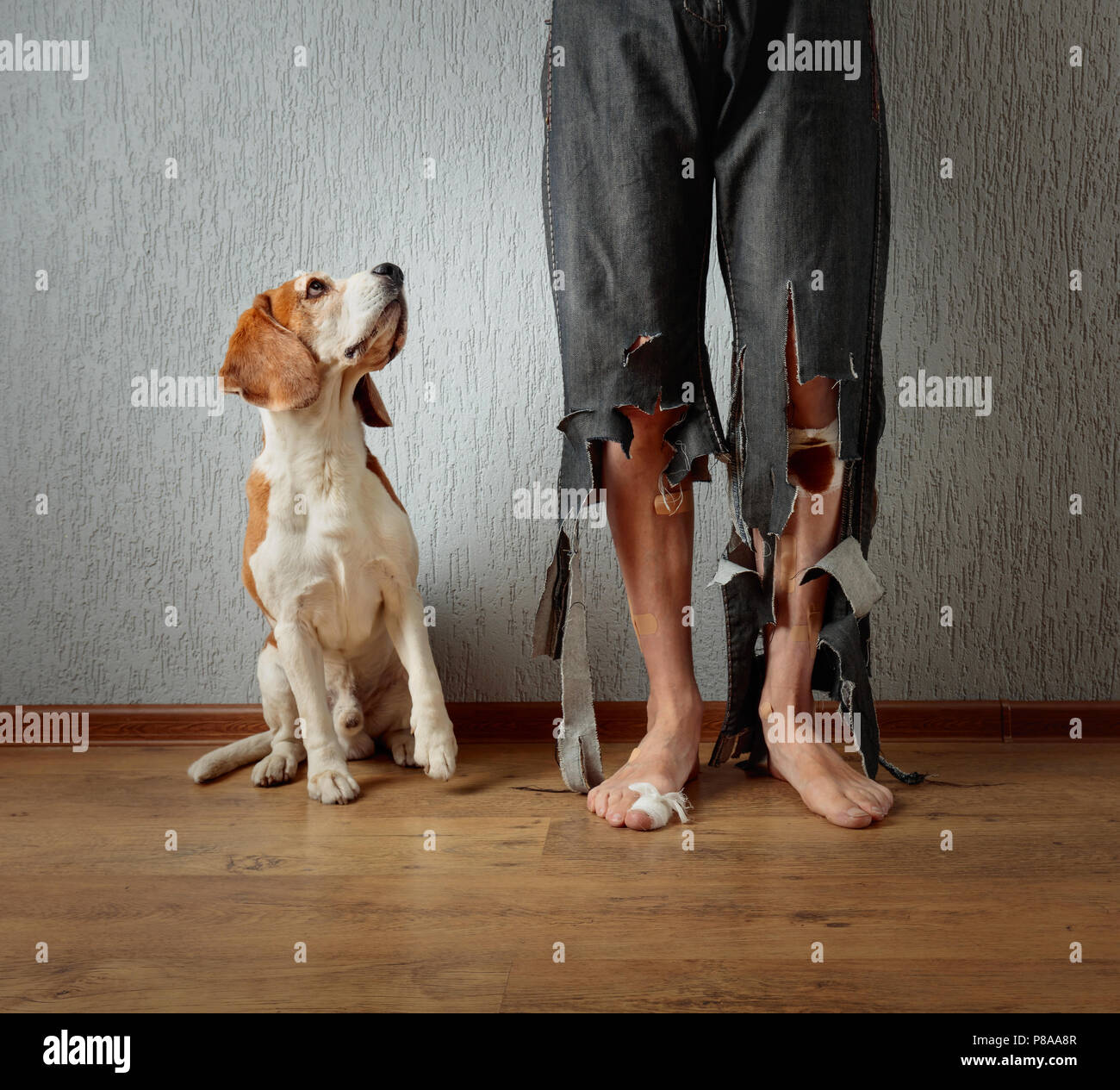 Cute Beagle and his owner in torn pants and bitten feet. Conceptual ...