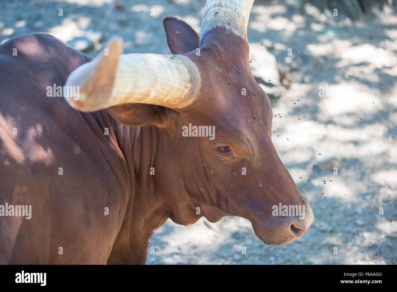 Longhorn cow in rural looking cute with large horns. Great agriculture ...