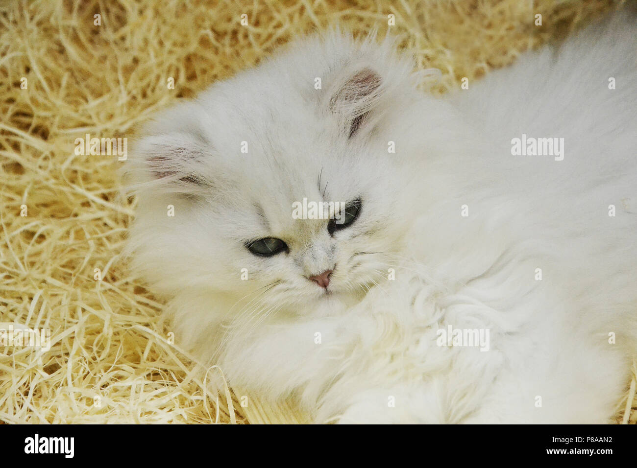 British long hair Stock Photo - Alamy