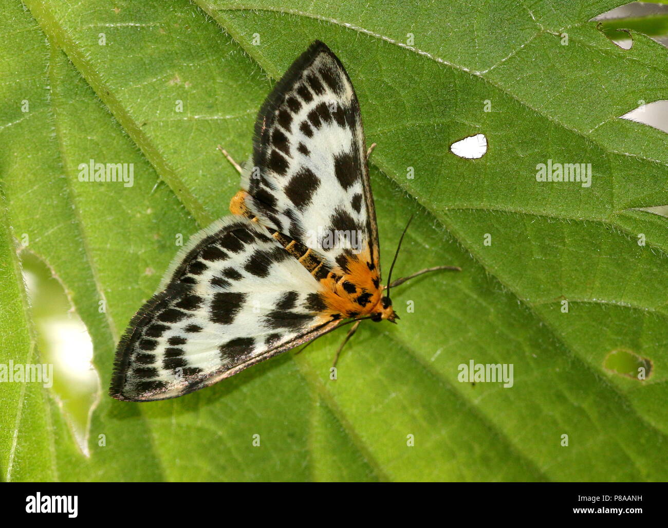 European Small Magpie Moth (Anania hortulata) - Geometridae Stock Photo ...