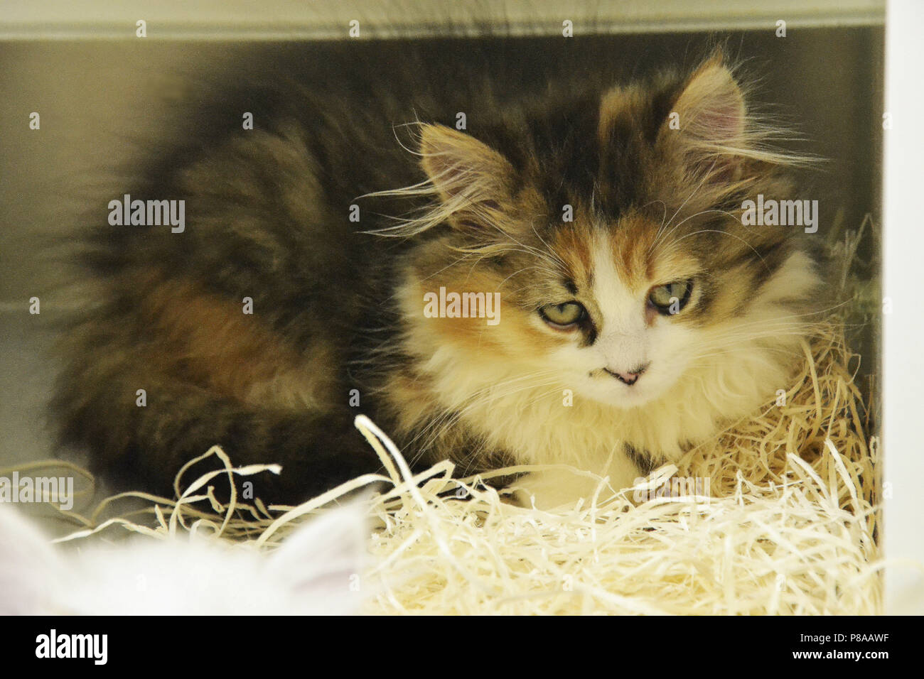 British long hair Stock Photo - Alamy