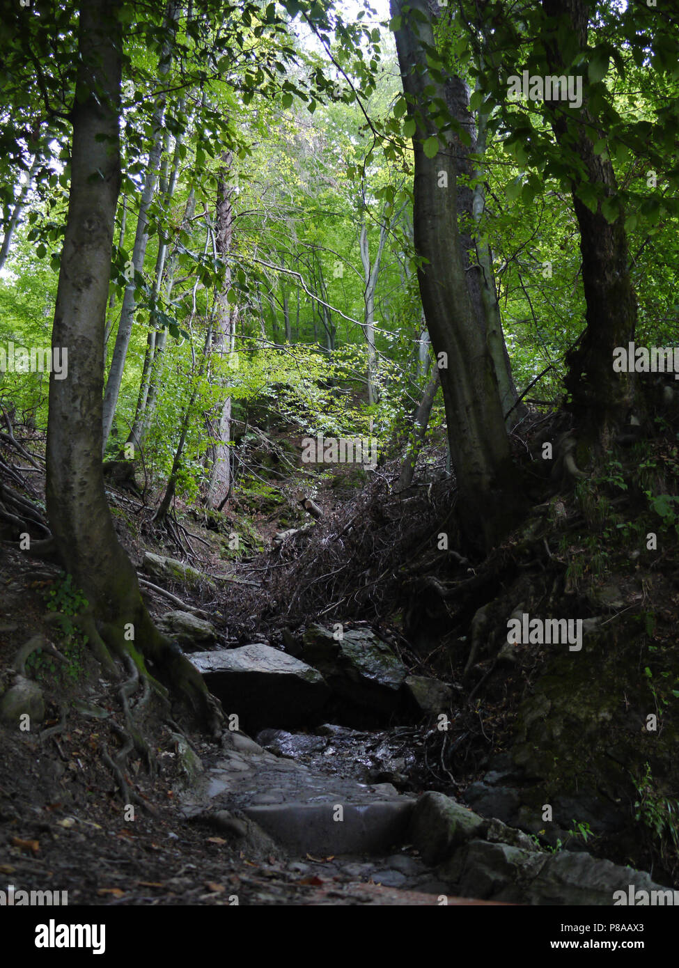 Powerful tree roots in thickets of forest near tall deciduous trees ...