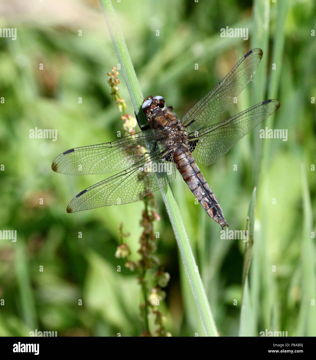 Scarce chaser dragonfly hi-res stock photography and images - Alamy