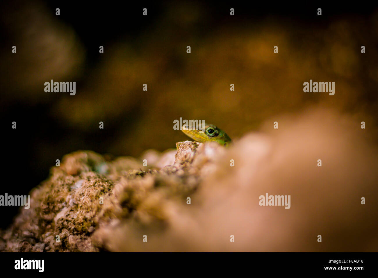 Green lizards in barbados hi-res stock photography and images - Alamy