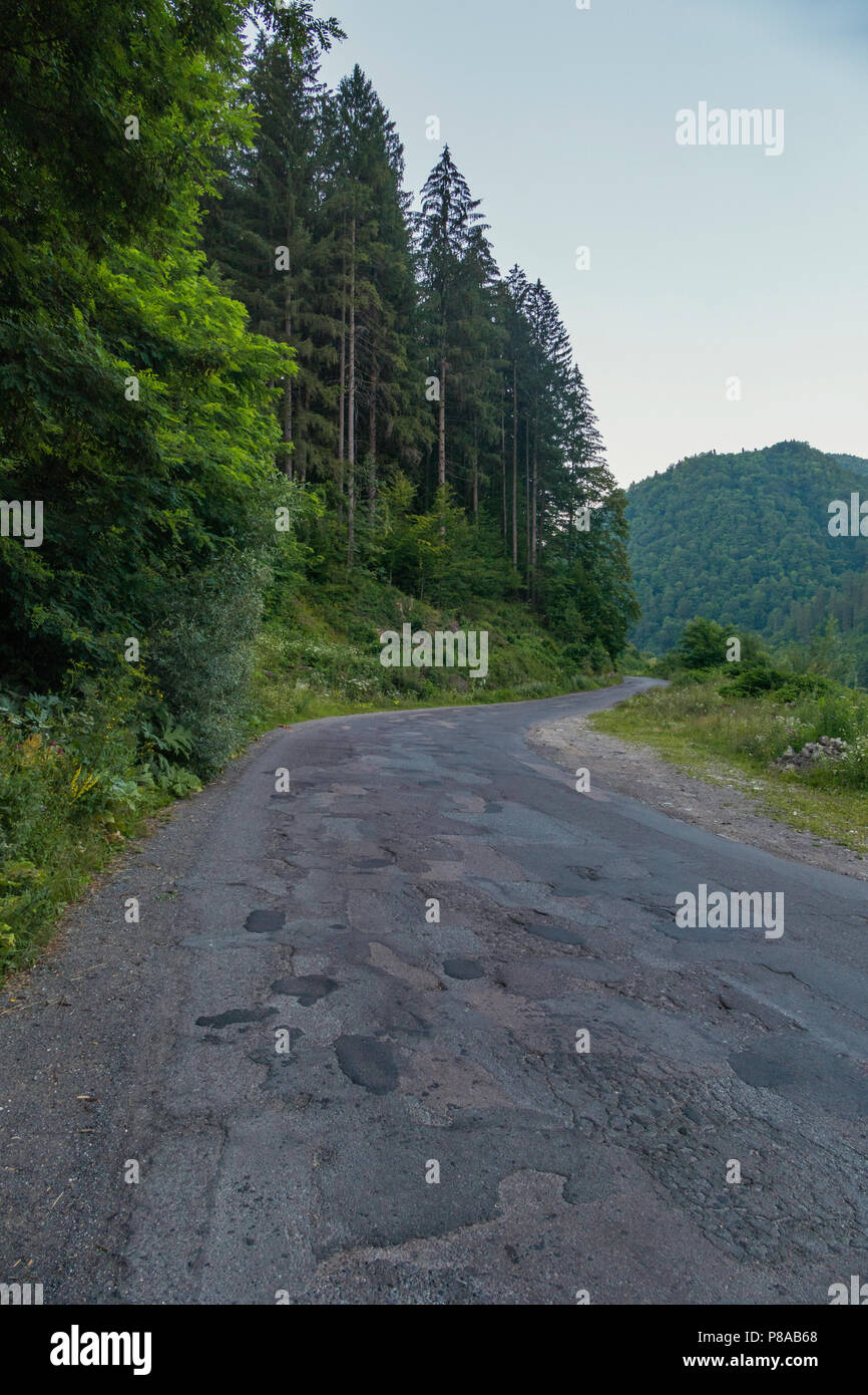 asphalt road walking along the slope next to the pine forest against ...