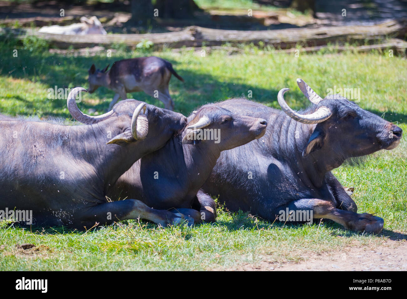 Longhorn cow in rural looking cute with large horns. Great agriculture ...