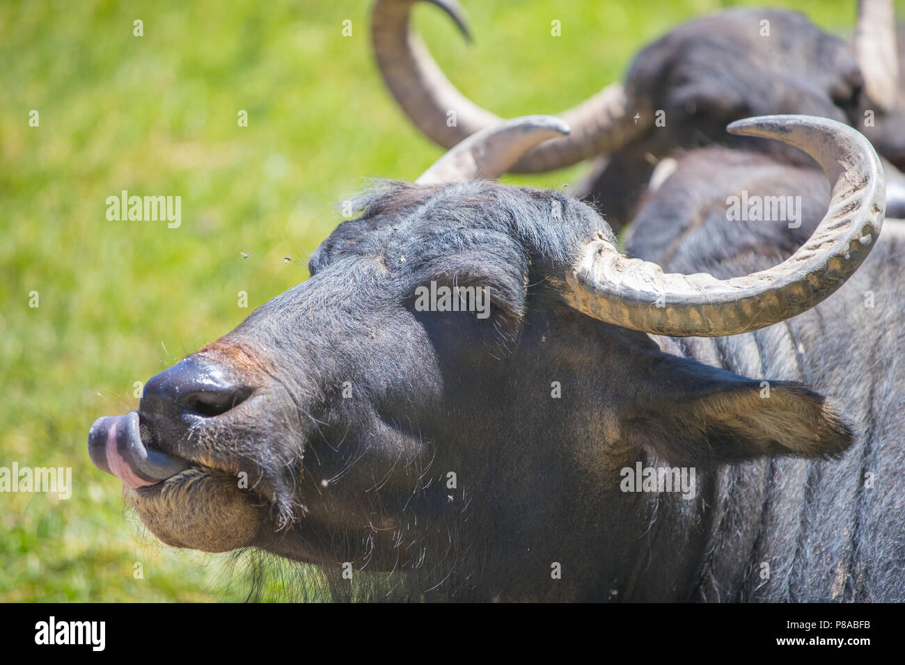 Longhorn cow in rural looking cute with large horns. Great agriculture ...