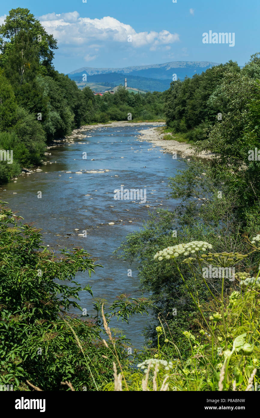Flowering wildflowers against the blue river, green trees and high ...