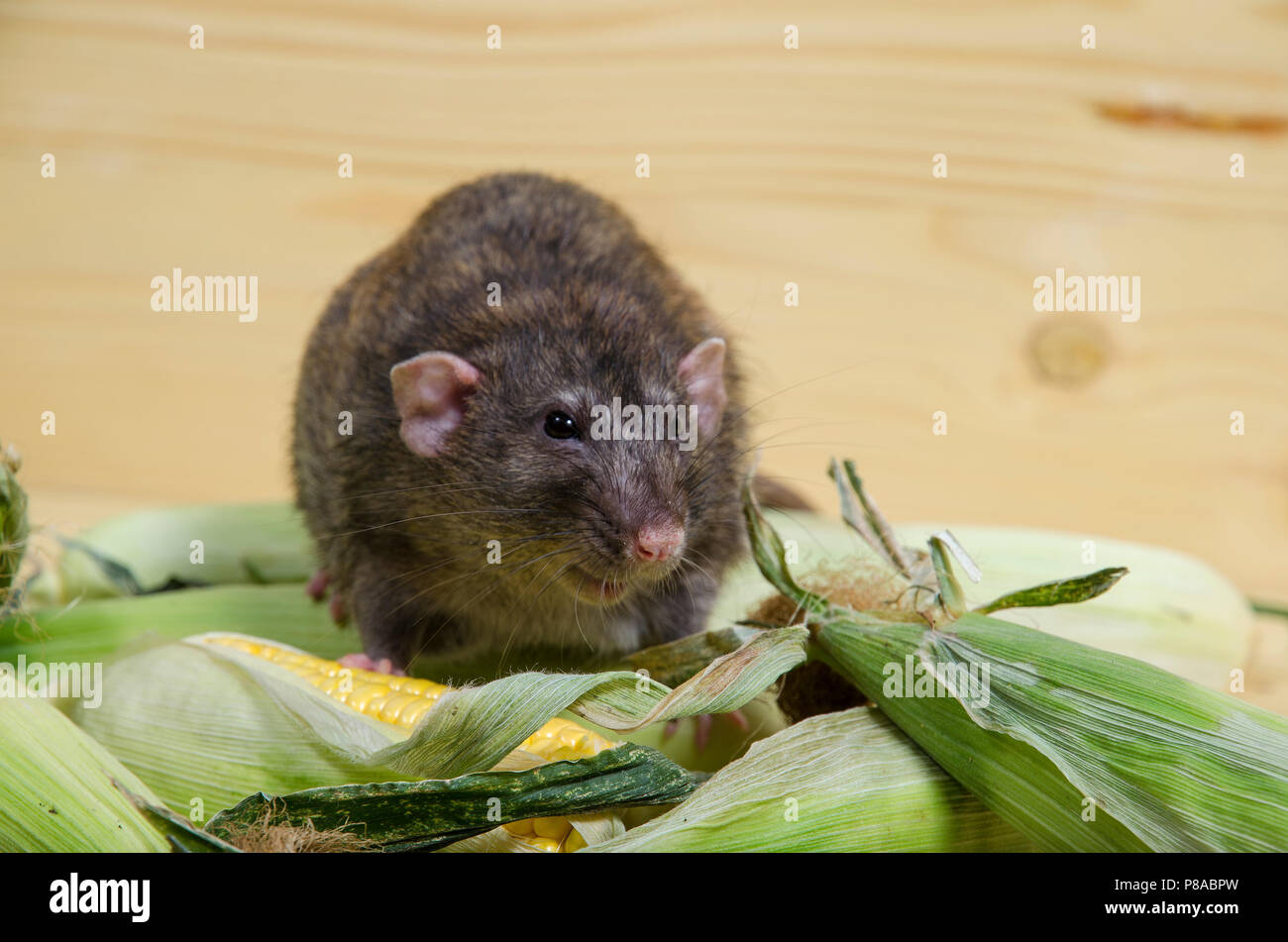 Fresh rats hi-res stock photography and images - Alamy