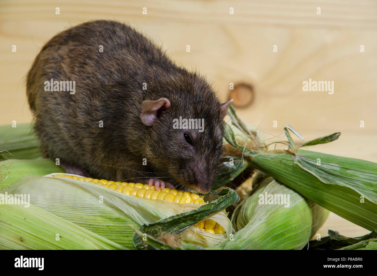 Decorative rat eats fresh corn on a wooden table Stock Photo - Alamy