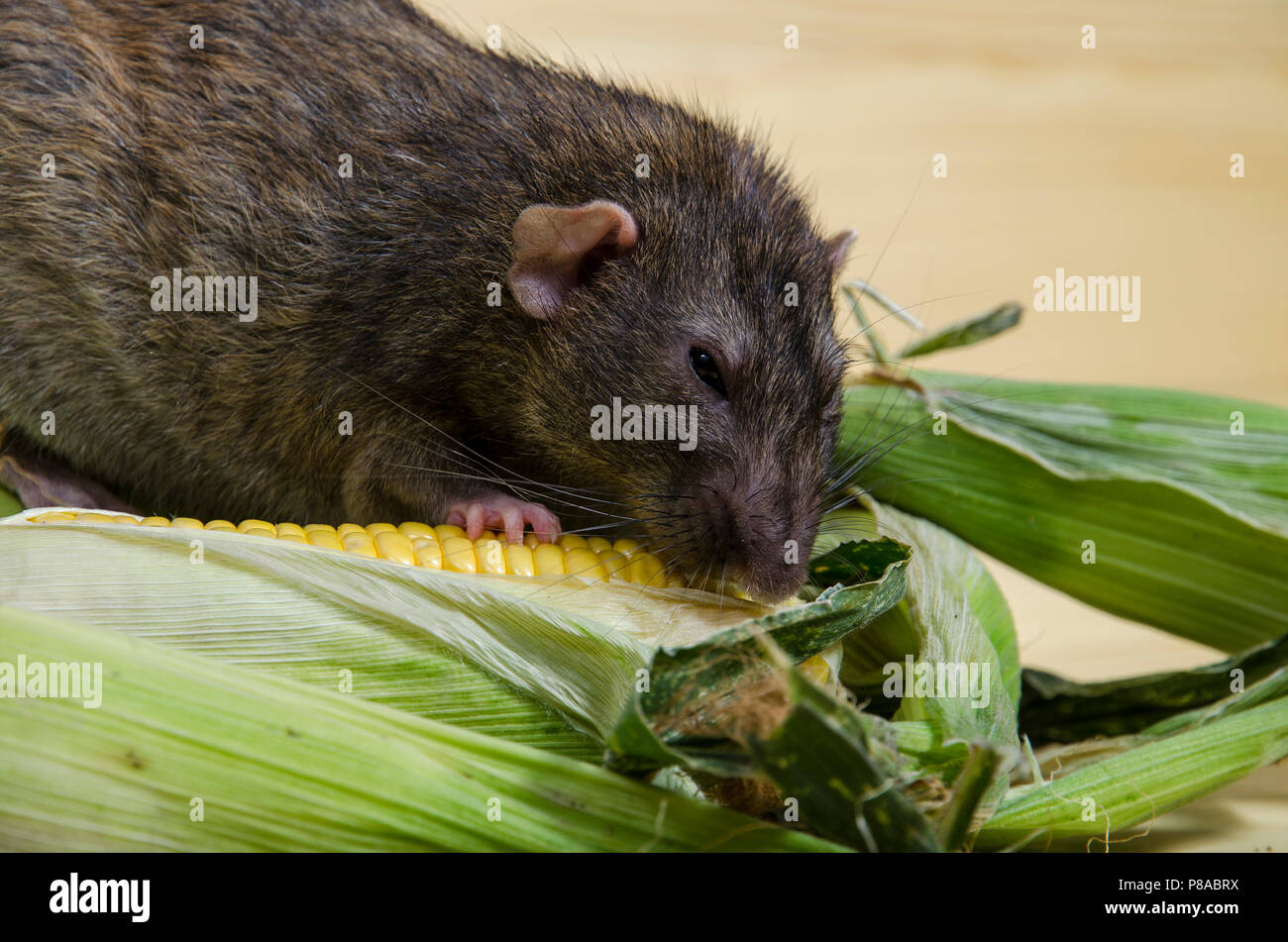 Fresh rats hi-res stock photography and images - Alamy