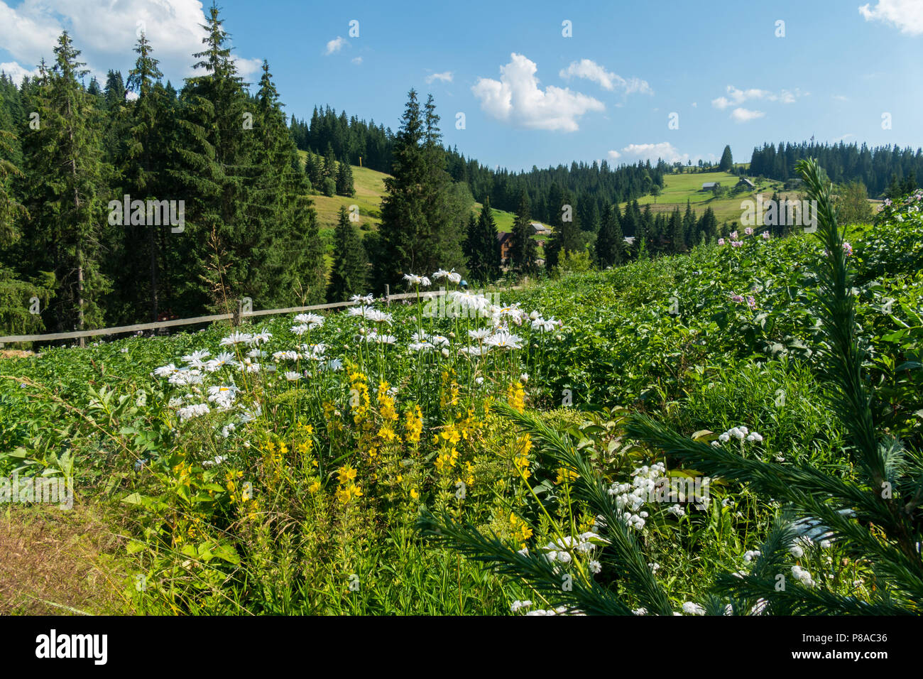 White chamomile beauties growing in the garden of a rural house. With ...