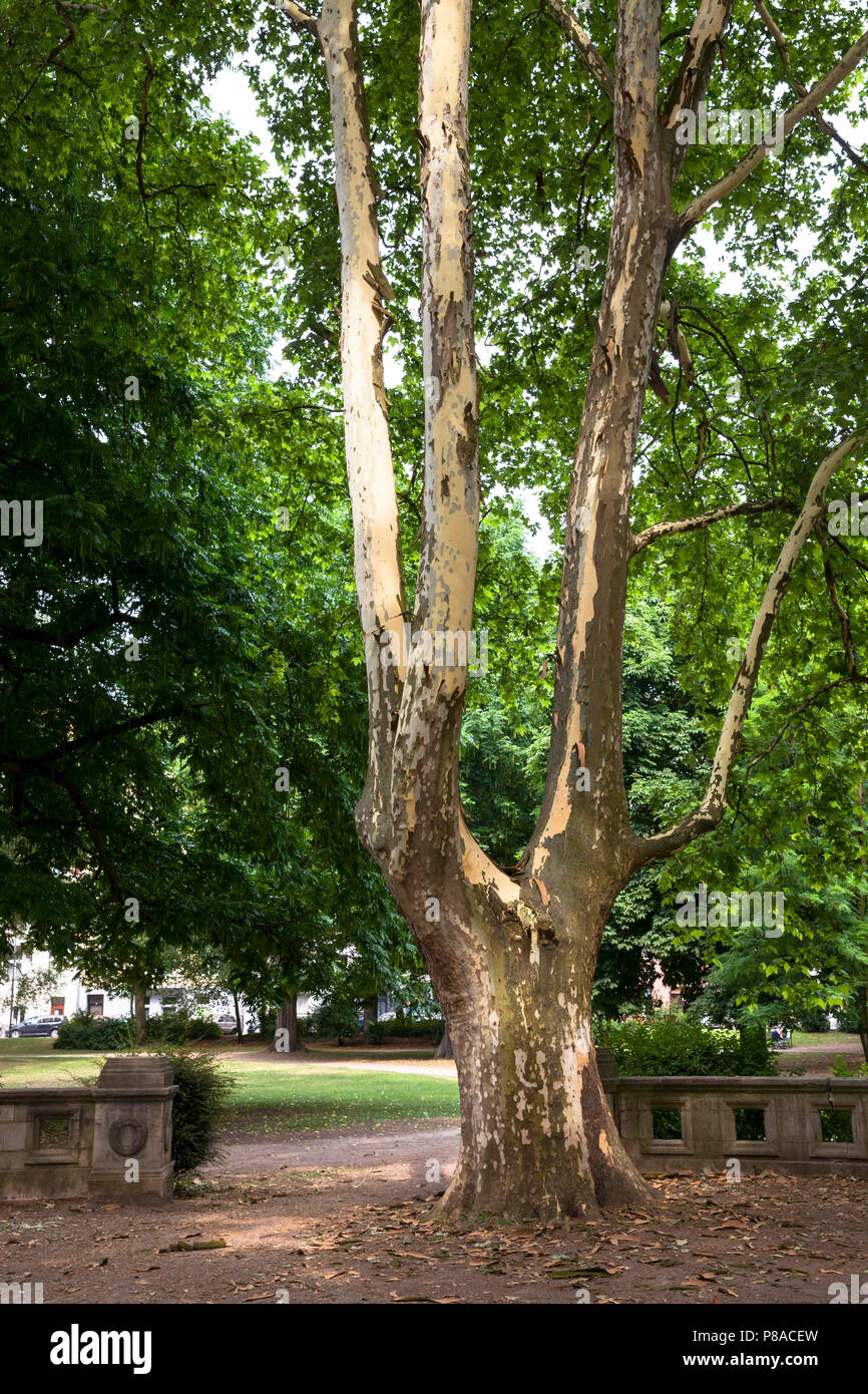Germany, Cologne, plane tree (platanus) in the Roemerpark, peeling bark ...