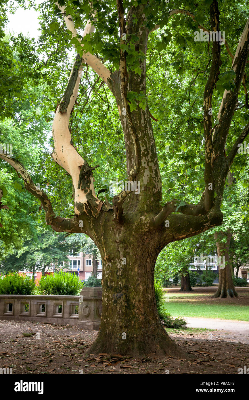 Germany, Cologne, plane tree (platanus) in the Roemerpark, peeling bark ...