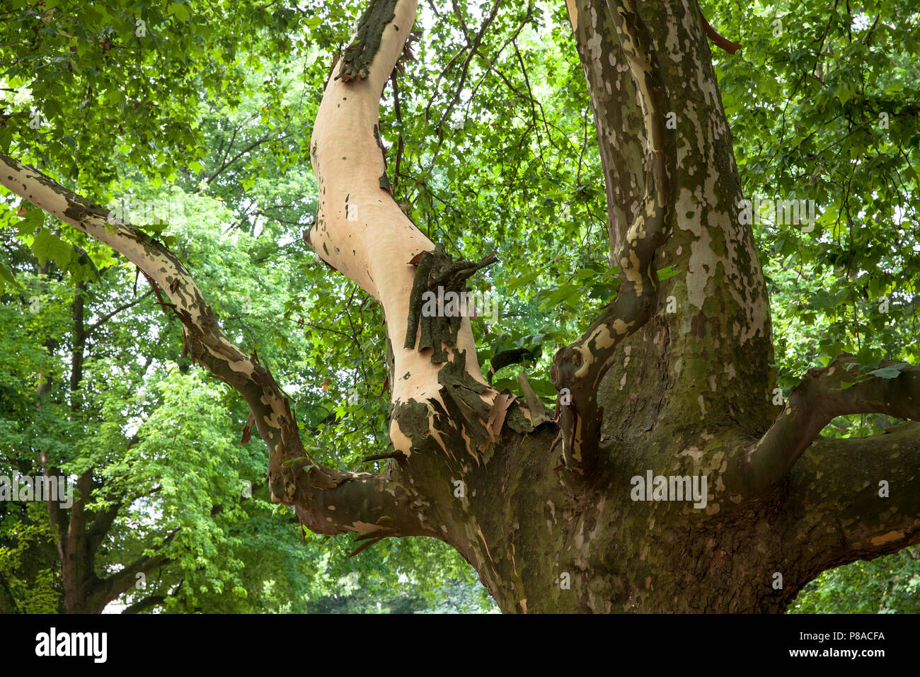 Germany, Cologne, plane tree (platanus) in the Roemerpark, peeling bark ...
