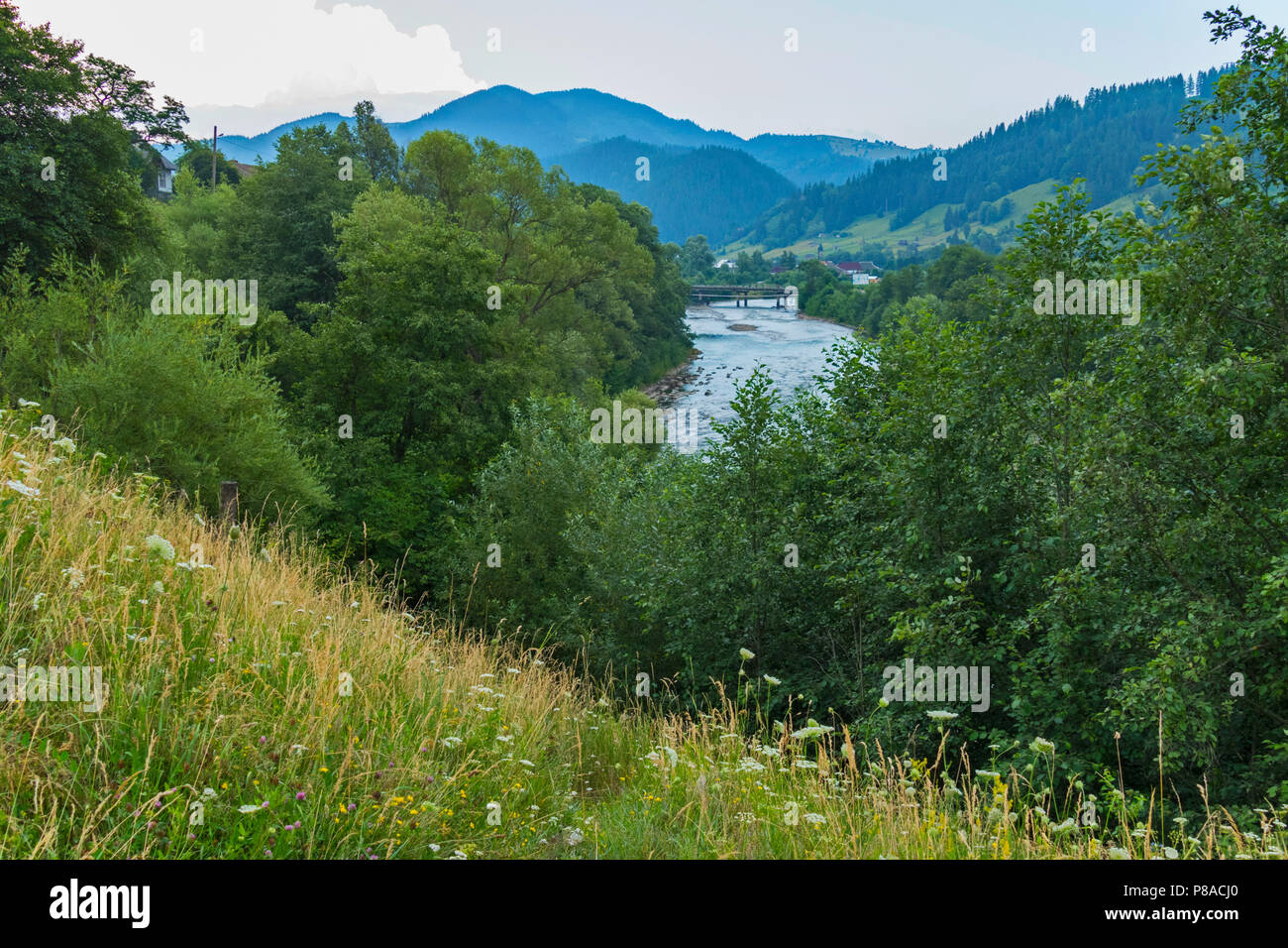 Bum Tree High Resolution Stock Photography and Images - Alamy