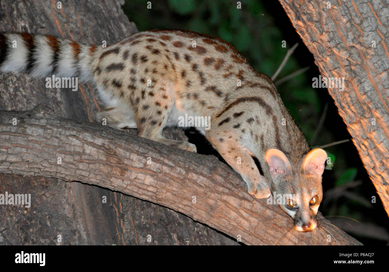 Botswana: African wildcat, nocturnal animal, endangered species Stock ...