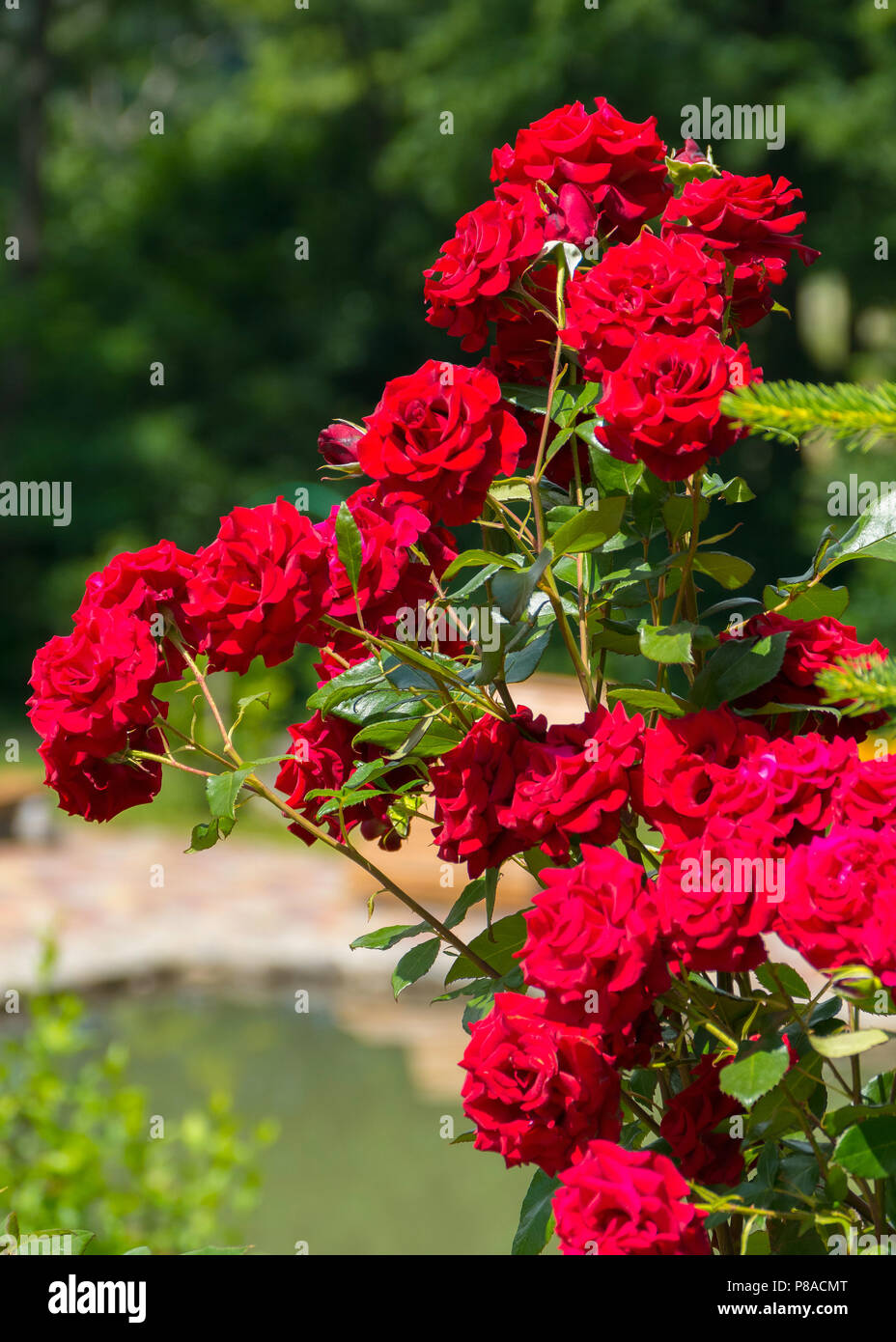 A beautiful bush of red roses with thin stems with spikes will be an ...