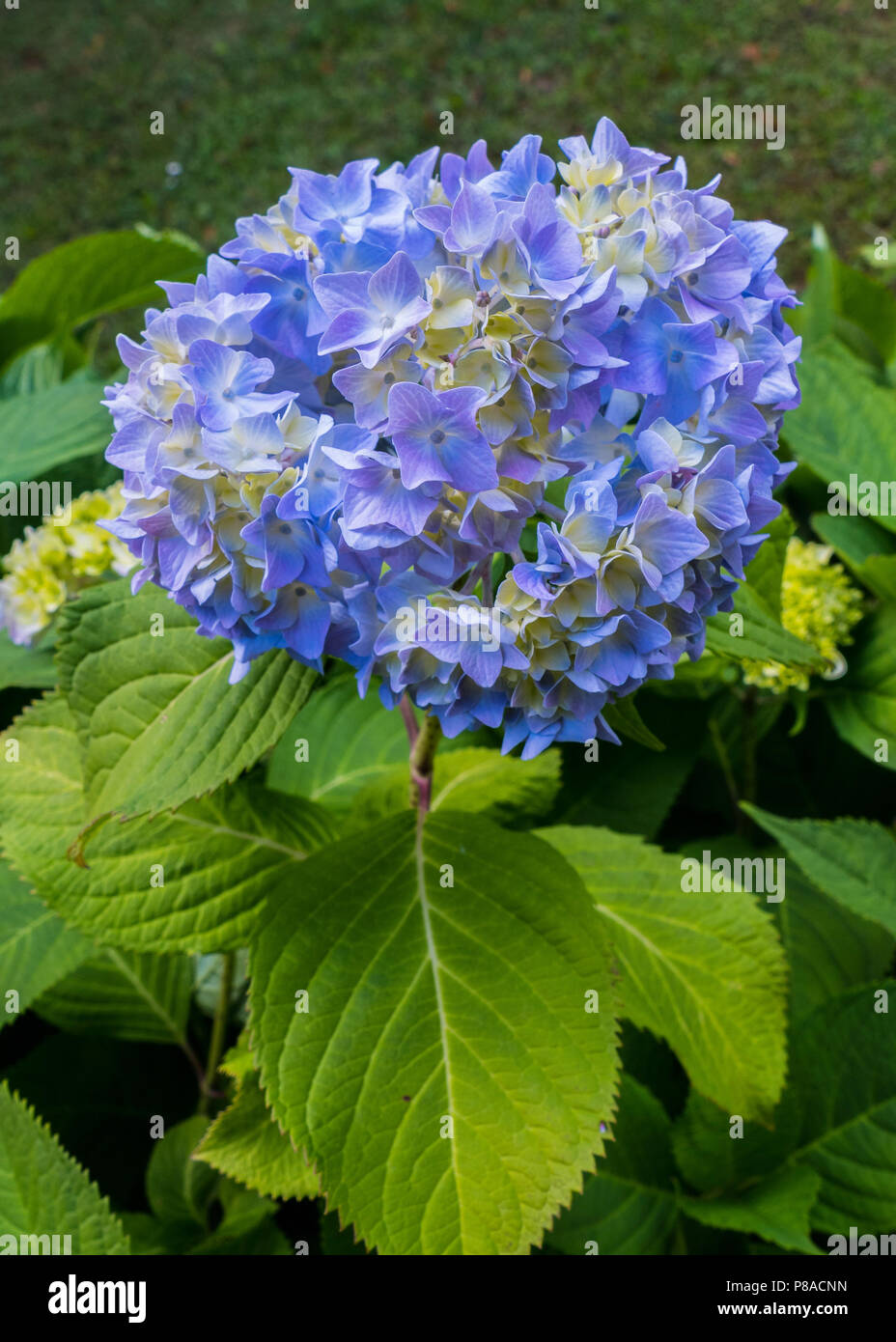 A plant with a lot of blue flowers with its inflorescence forming a ...