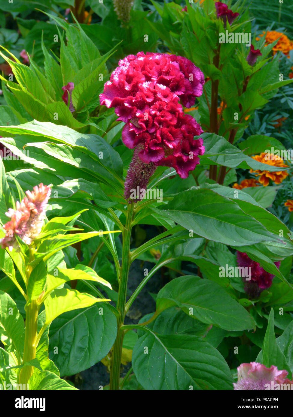 Rose thicket hi-res stock photography and images - Alamy