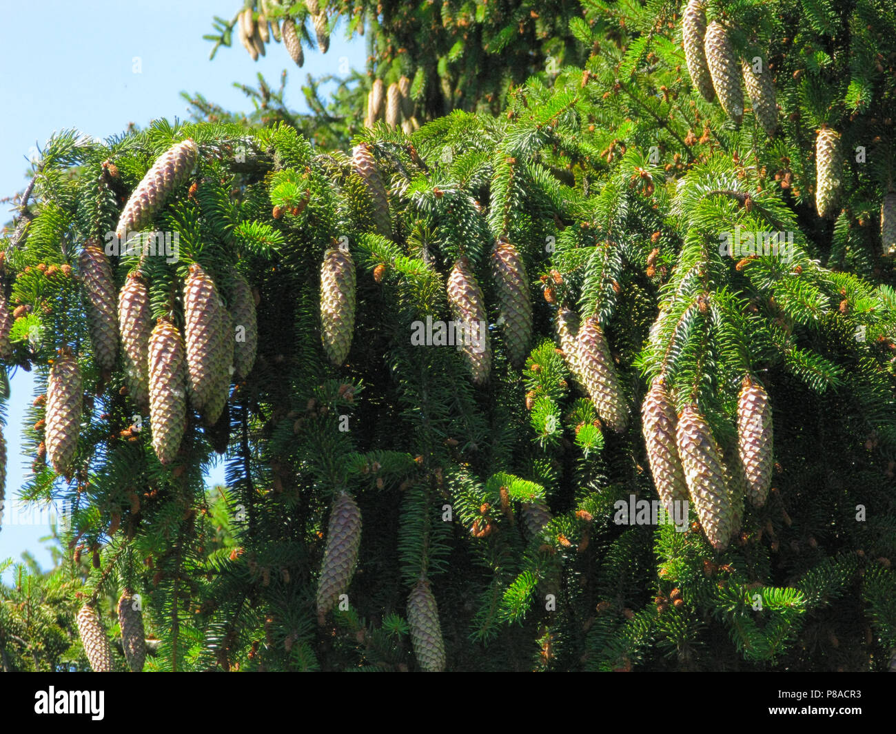 Cedarwood branch hi-res stock photography and images - Alamy
