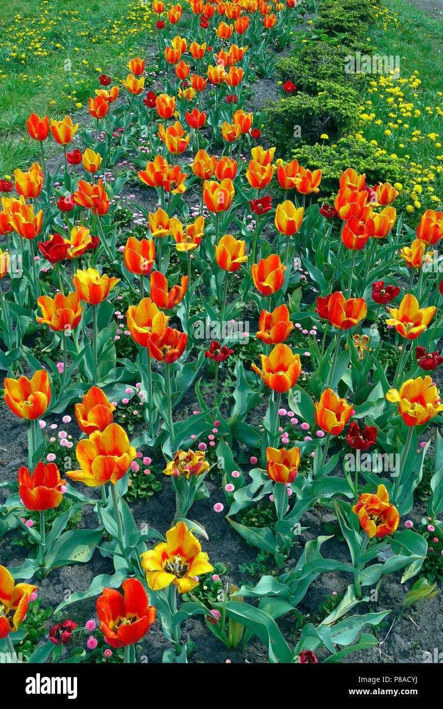 gorgeous fiery yellow tulips on a flower bed between green grass . For ...