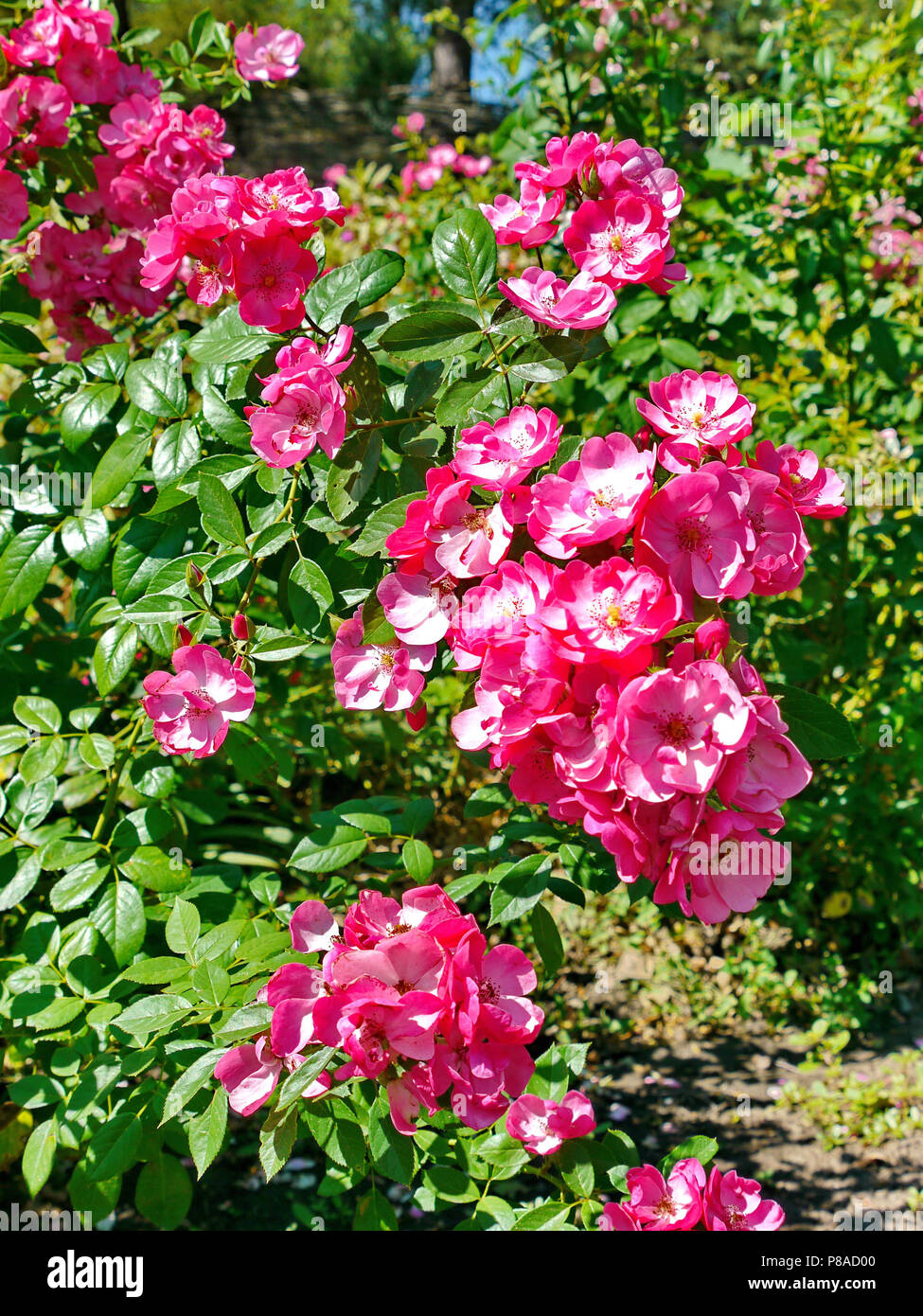Beautiful large pink flowers with a yellow core and smooth green leaves ...