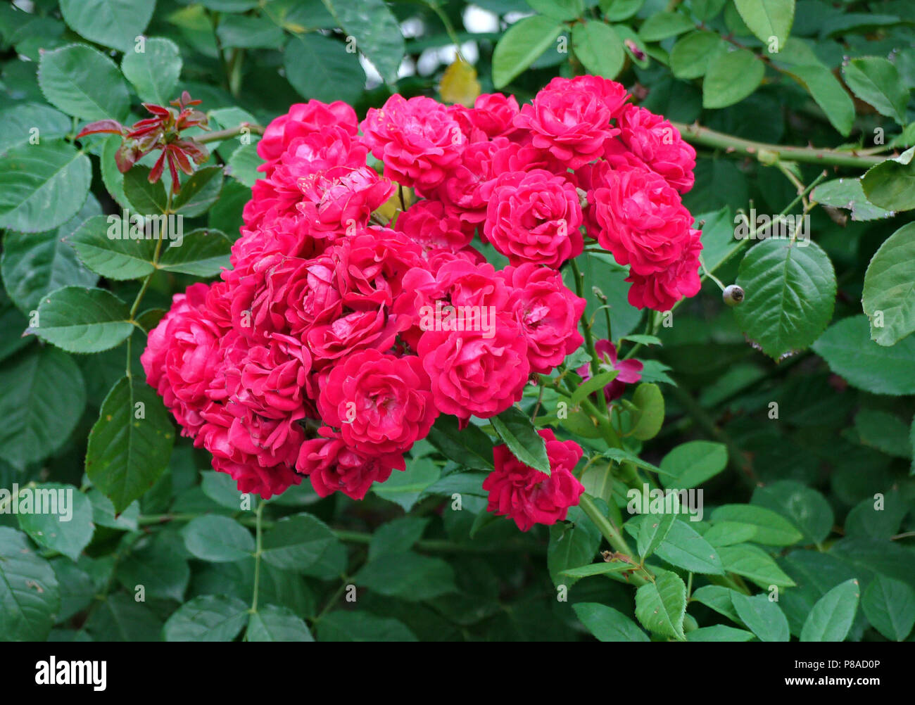 Green fresh leaves with a beautiful bouquet of red roses in the middle ...