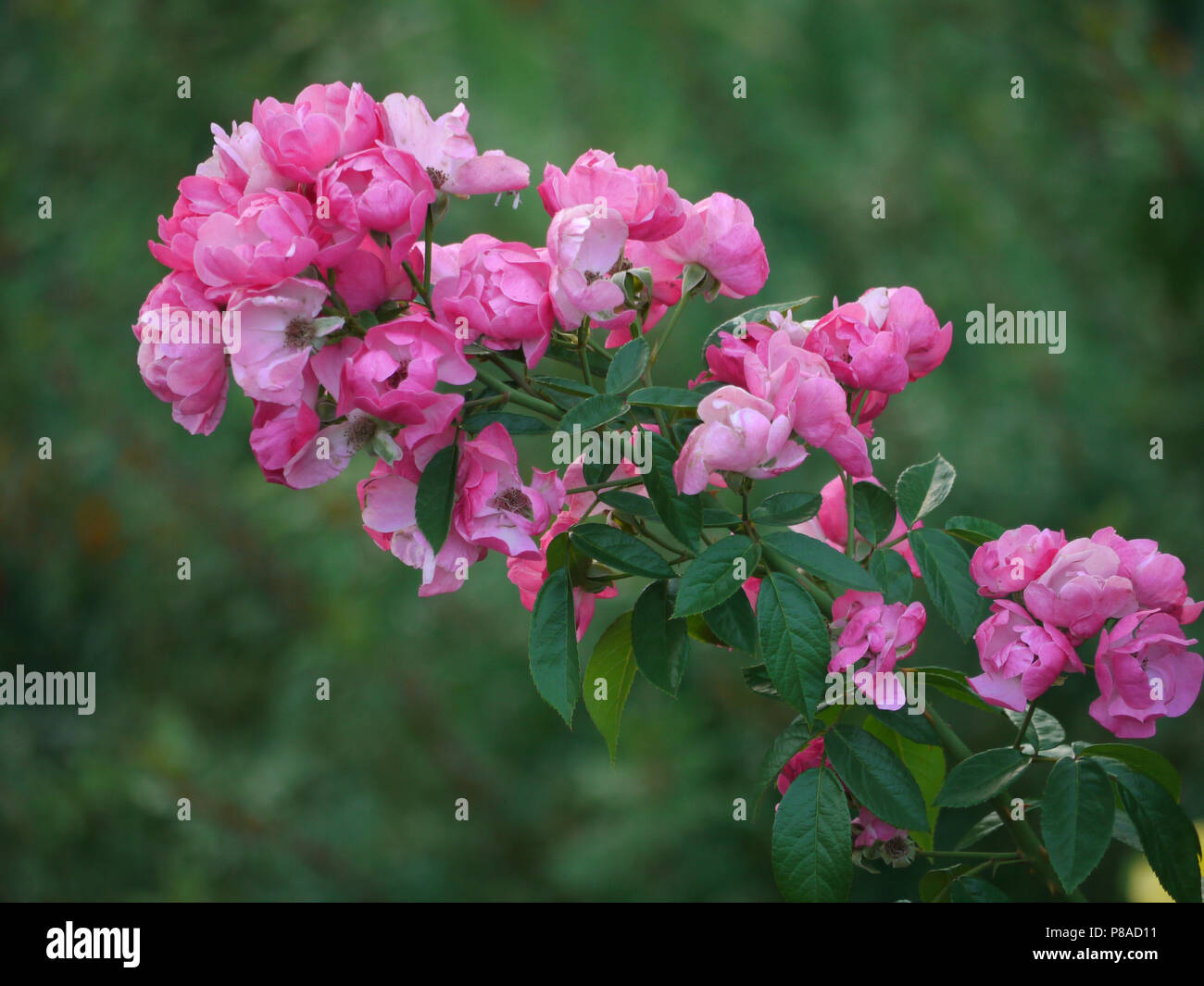 Puffy leaves hi-res stock photography and images - Alamy