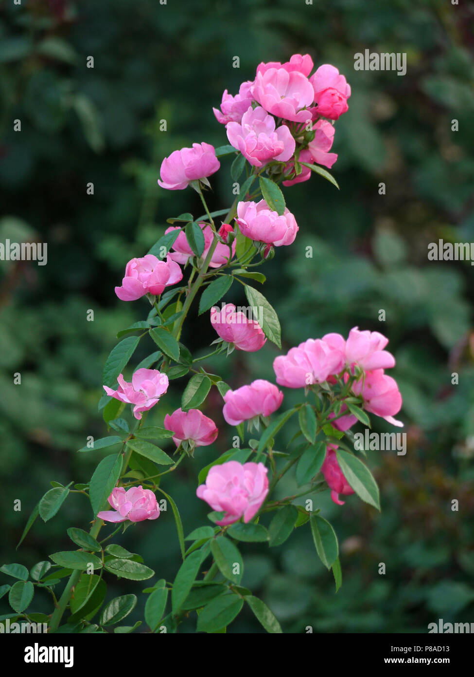 transparent pink small but very beautiful petals on a thin stalk . For ...