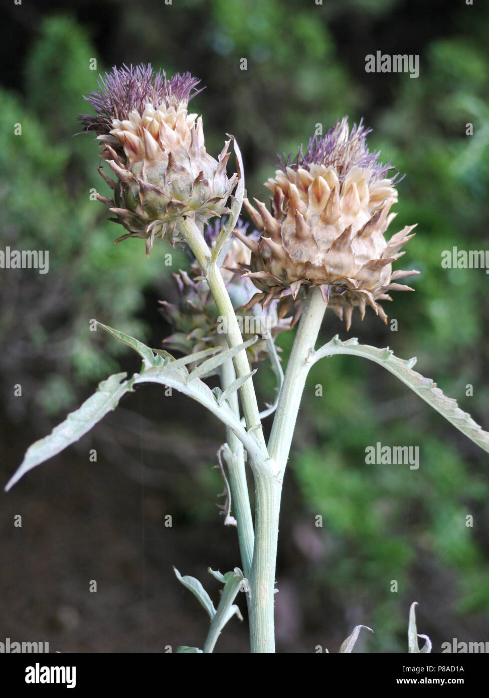 flower stem with three unopened spiny buds . For your design Stock ...