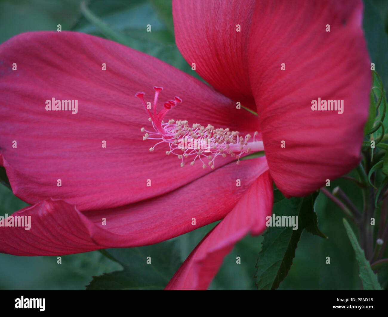Pestle and stamens inside the flower with wide burgundy petals are very ...