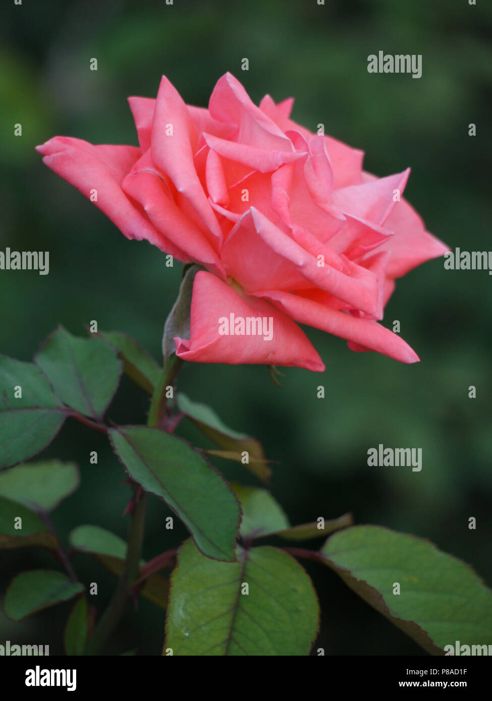 The flower of the rose is a tender salmon color. Beautiful but with ...