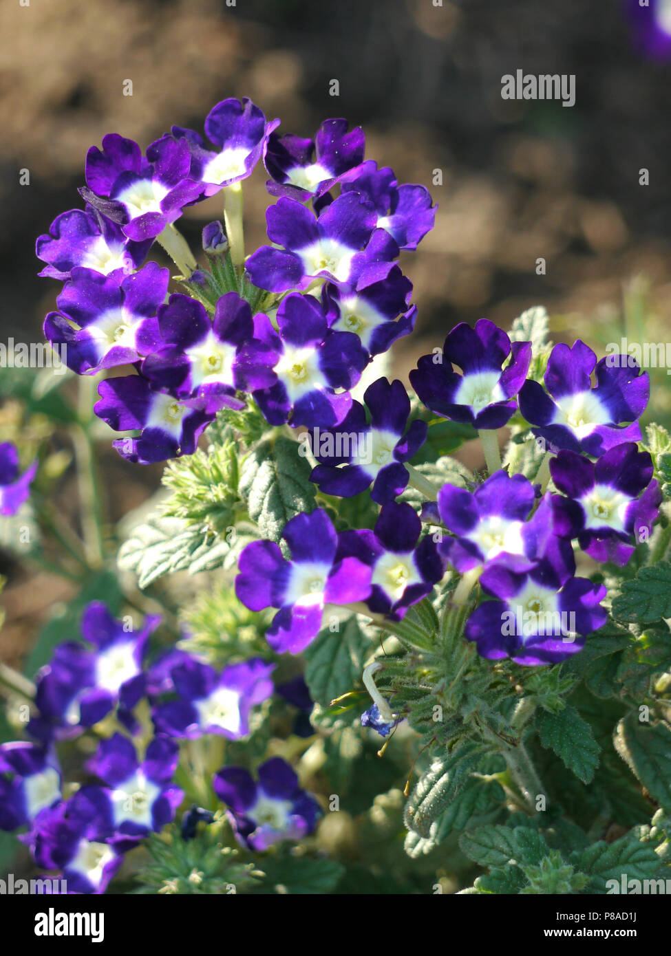 small blossoming blue flowers with a white middle . For your design ...