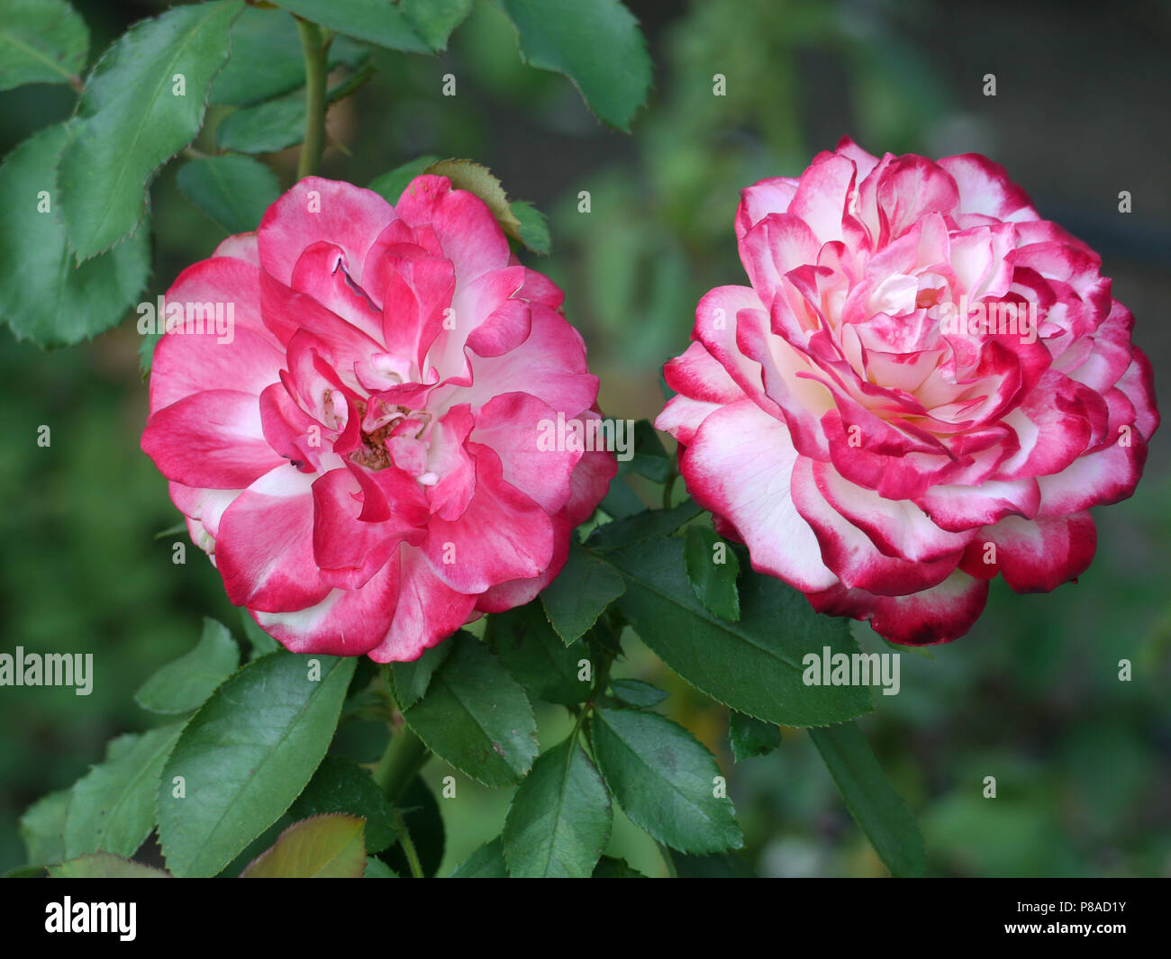 two lush full two-color rose flowers, white and pink roses on the background of green leaves and ...