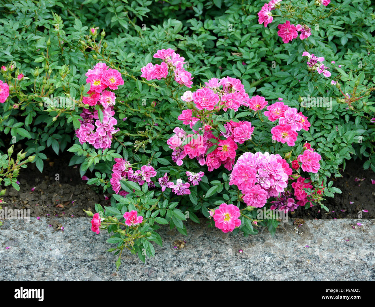 bushes of roses with bright crimson colors . For your design Stock ...