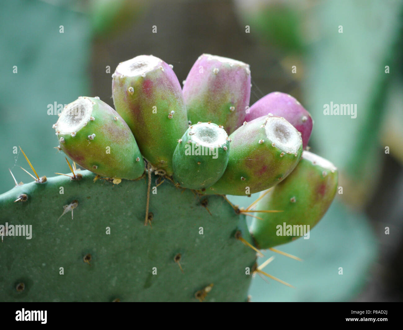Flat cactus hi-res stock photography and images - Alamy