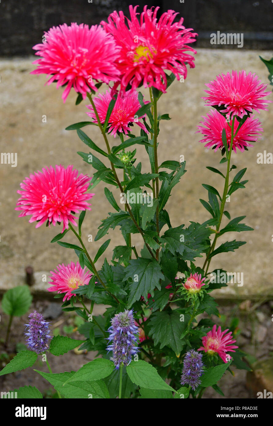 Thin stalk hi-res stock photography and images - Alamy