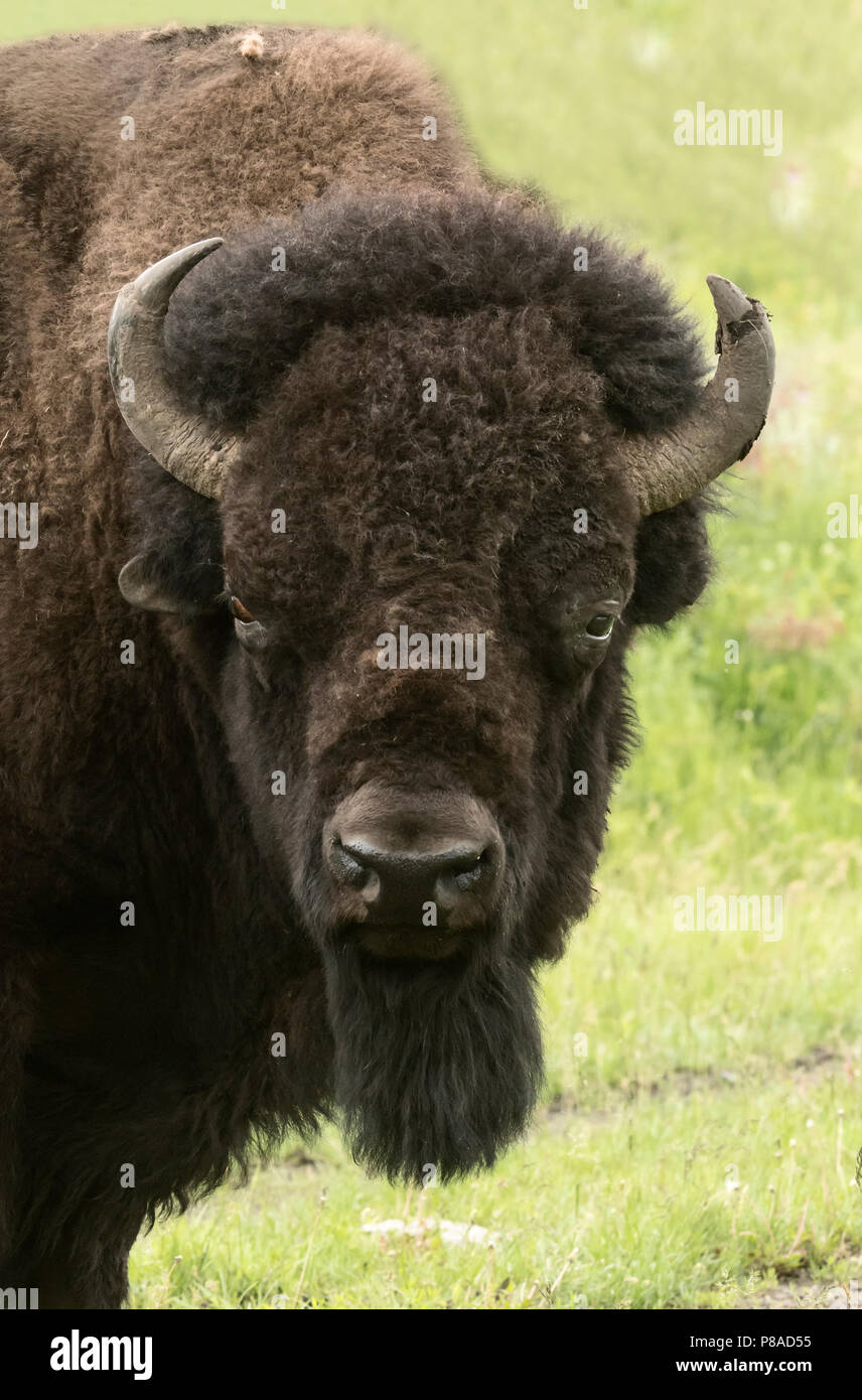 North american mammals hi-res stock photography and images - Alamy