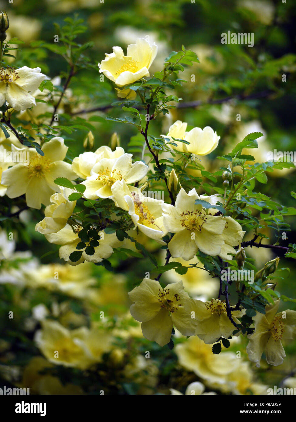 Cream colored flowers hi-res stock photography and images - Alamy