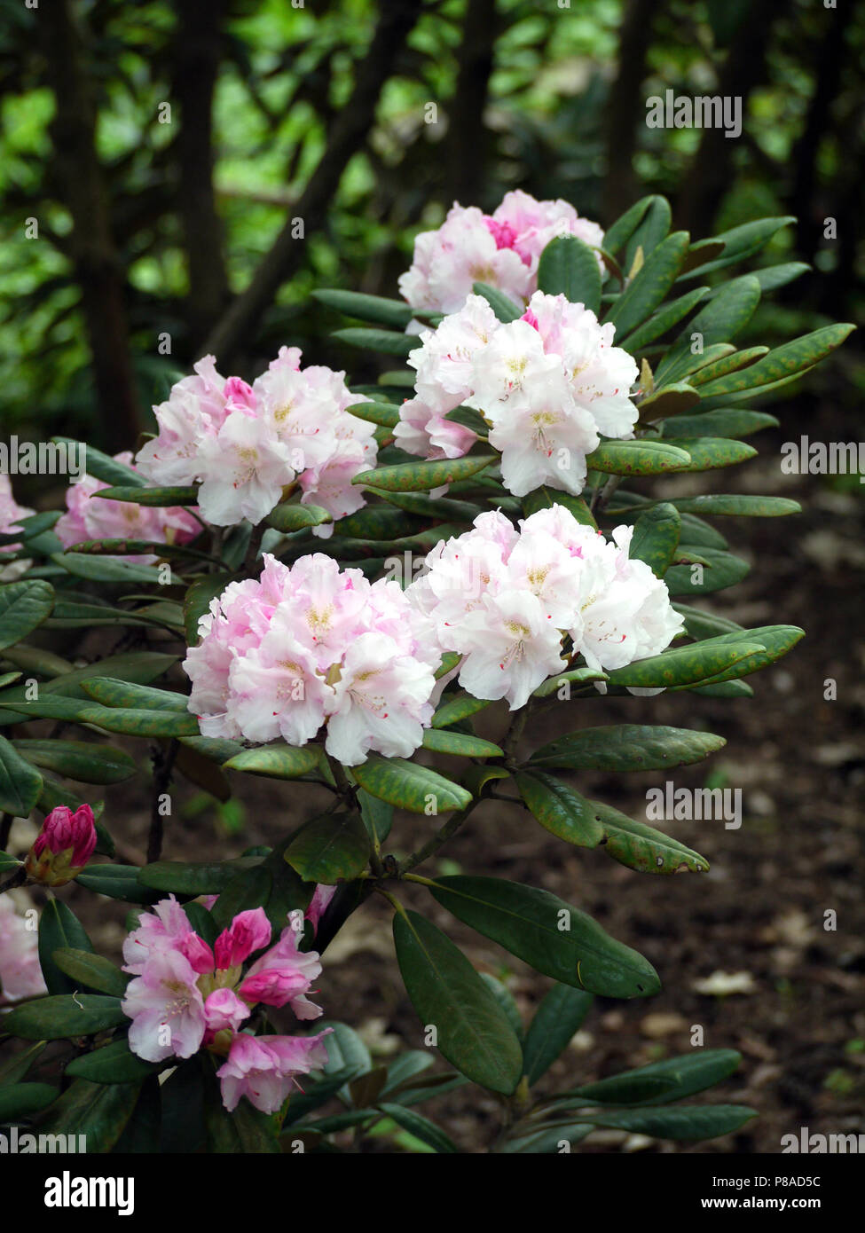 Lush white flowers with wide petals with pestles and stamens in the ...