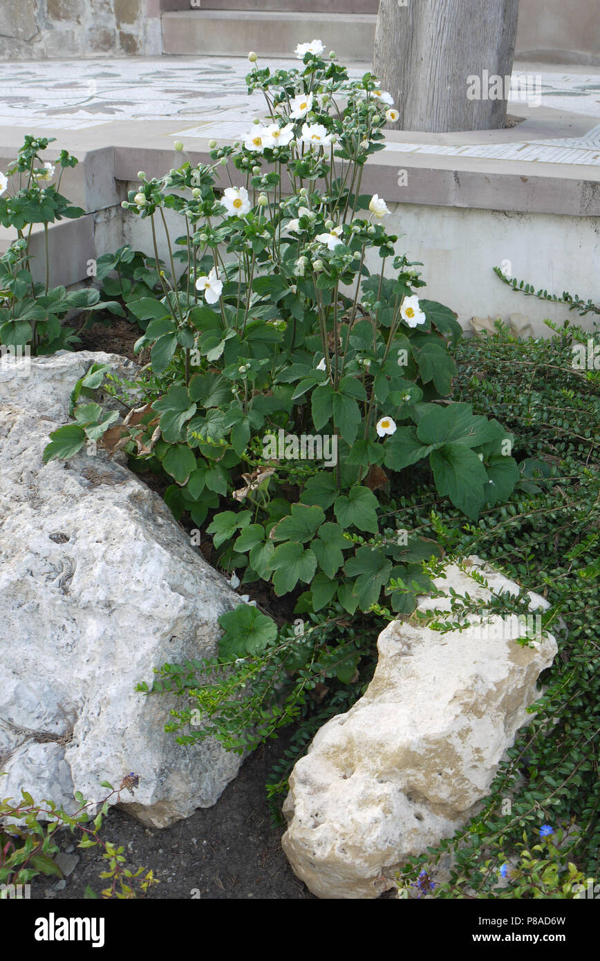 A flower bed with decorative stone boulders and a beautiful flower with ...